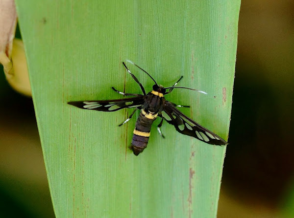 Wasp mimic moth | Project Noah