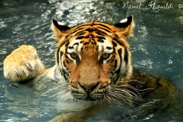 Siberian tiger | Project Noah