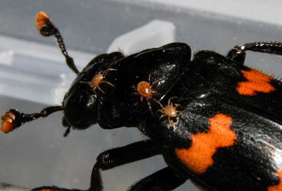 Gamasid or Phoretic Mites | Project Noah