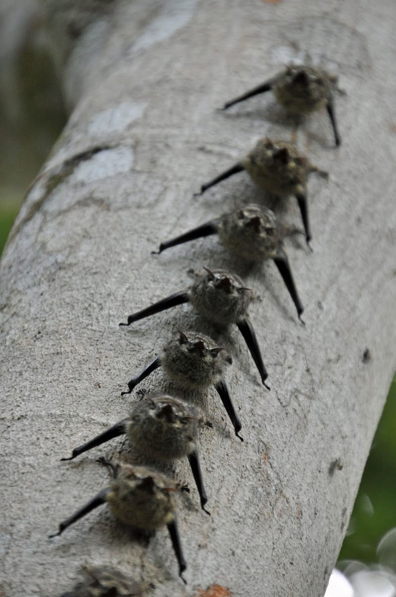 Proboscis Bat | Project Noah