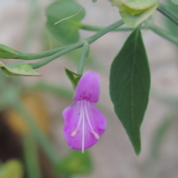 Arizona Foldwing | Project Noah