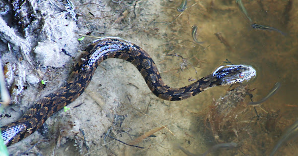 Diamondback Water Snake (Juvenile) | Project Noah