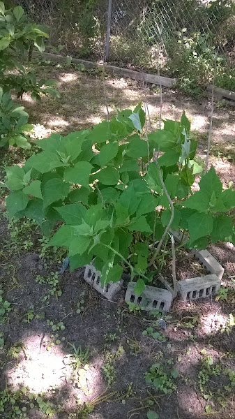 plants | Project Noah