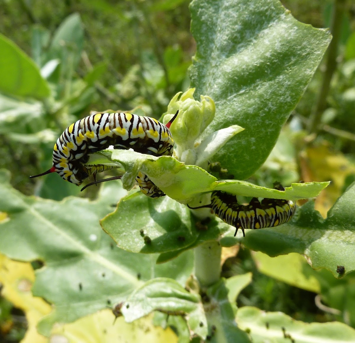 Plain Tiger butterfly caterpillar | Project Noah