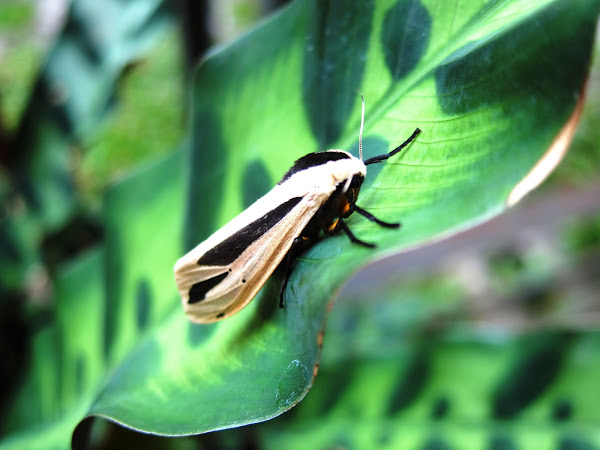 Arctiid Moth | Project Noah