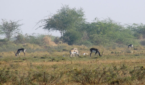 Krishna Mrigam ( કાળિયાર ) | Project Noah