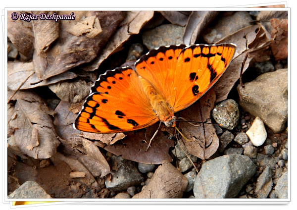 Baronet Butterfly Mudpudling | Project Noah