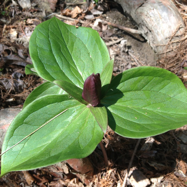 Red Trillium | Project Noah