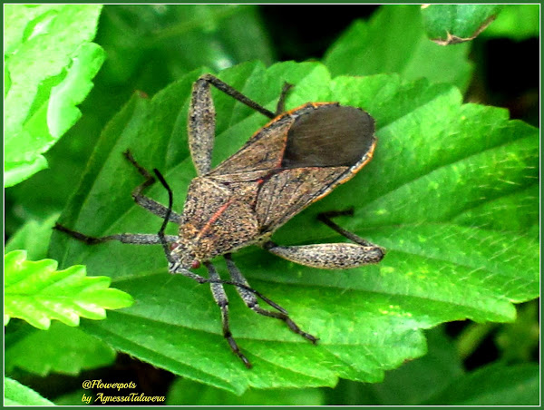 Sweet Potato Bug | Project Noah