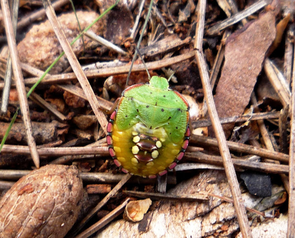 Chinche verde hedionda (larva) | Project Noah