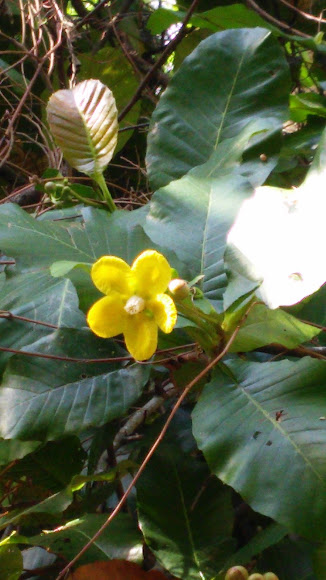 Simpoh Air | Project Noah