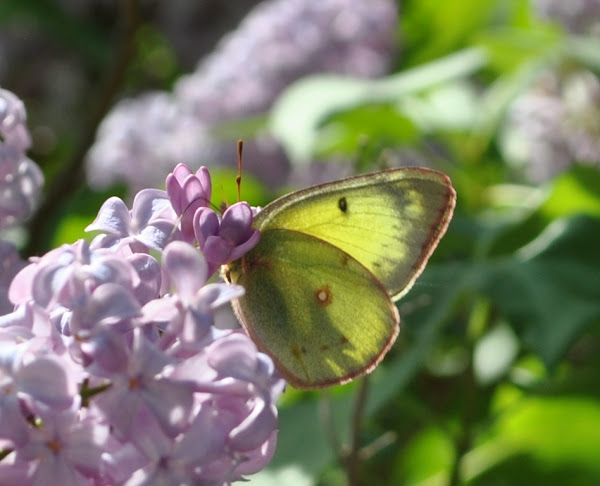 Clouded Sulphur | Project Noah