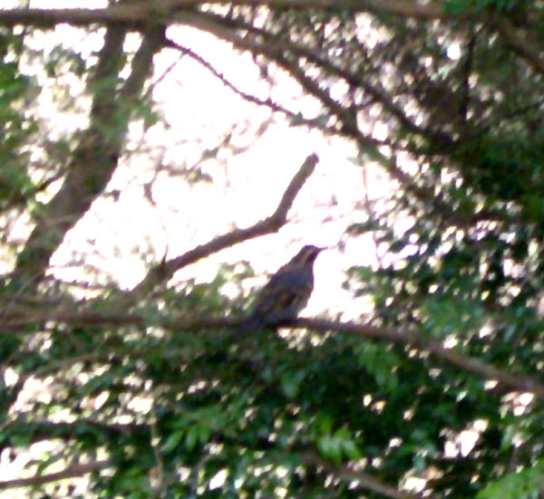 Varied Thrush | Project Noah