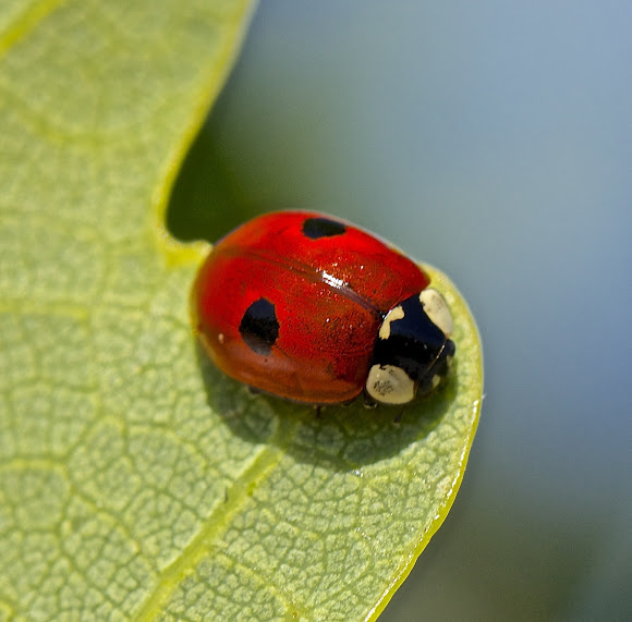 Two-spotted Ladybug | Project Noah