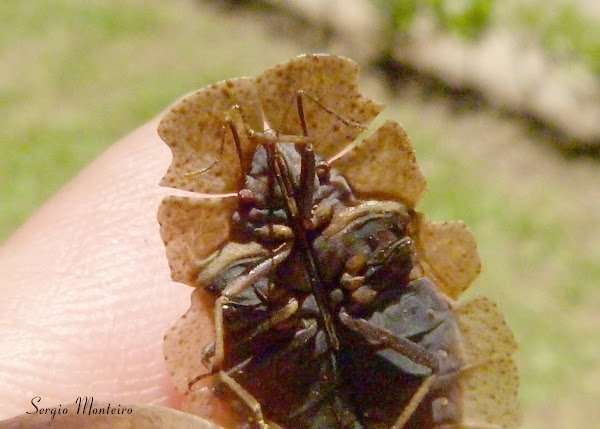 Bark bug | Project Noah