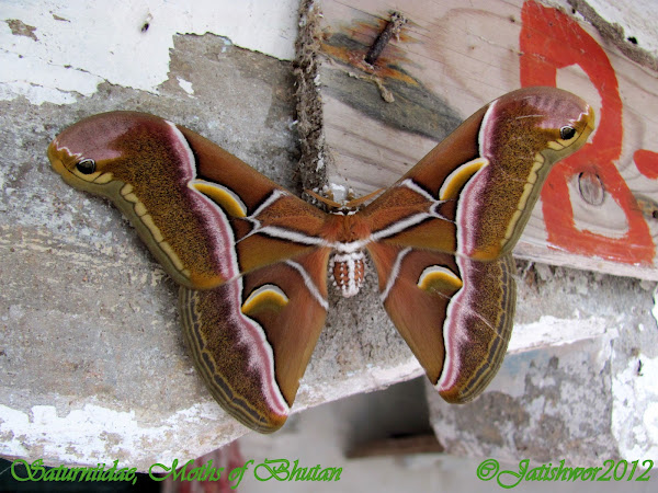 Wild Eri SIlk Moth | Project Noah