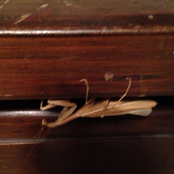 Mantid | Project Noah