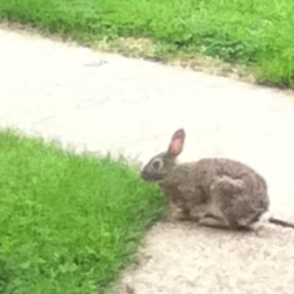 Rabbit | Project Noah