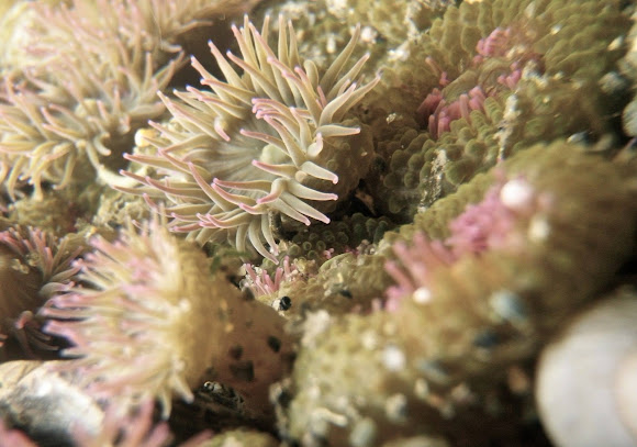 Aggregating Anemone | Project Noah