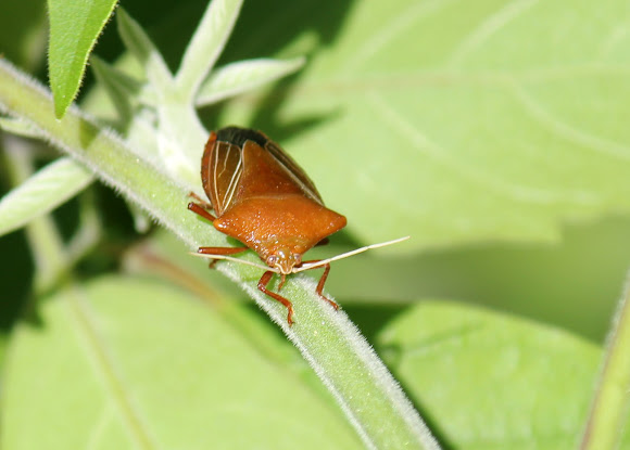 Brown Stink Bug | Project Noah
