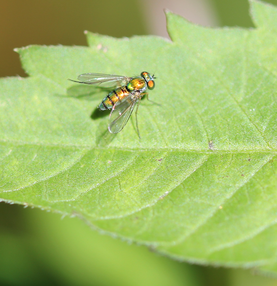 dolichopodid fly | Project Noah