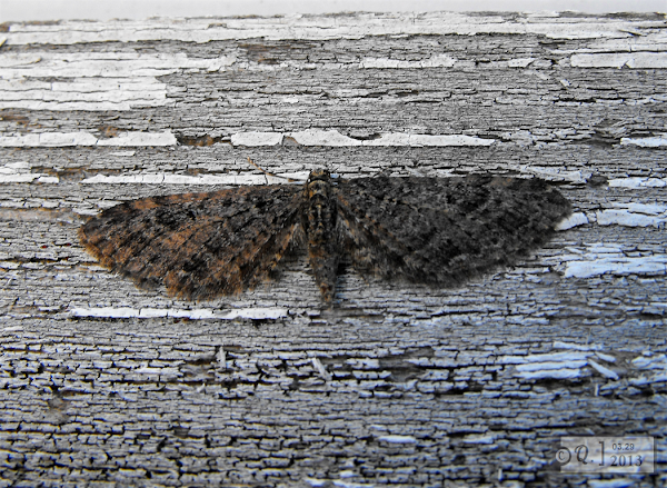 Pug Moth | Project Noah