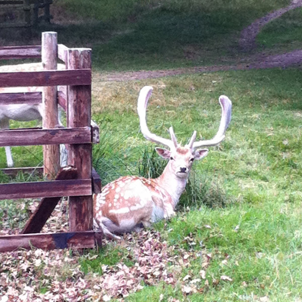 Fallow deer | Project Noah