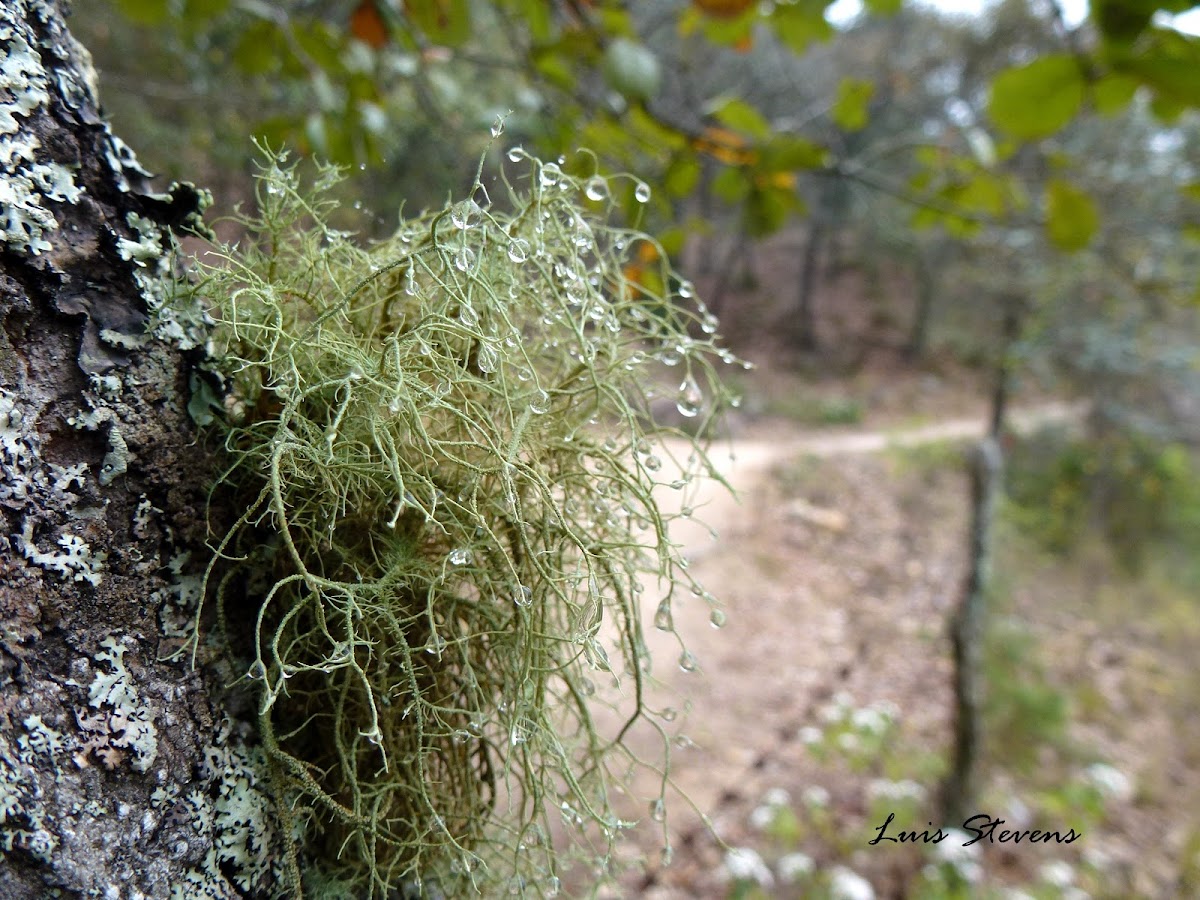 Lichen | Project Noah
