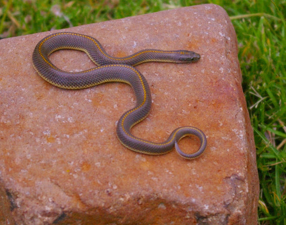 Aurora House Snake | Project Noah