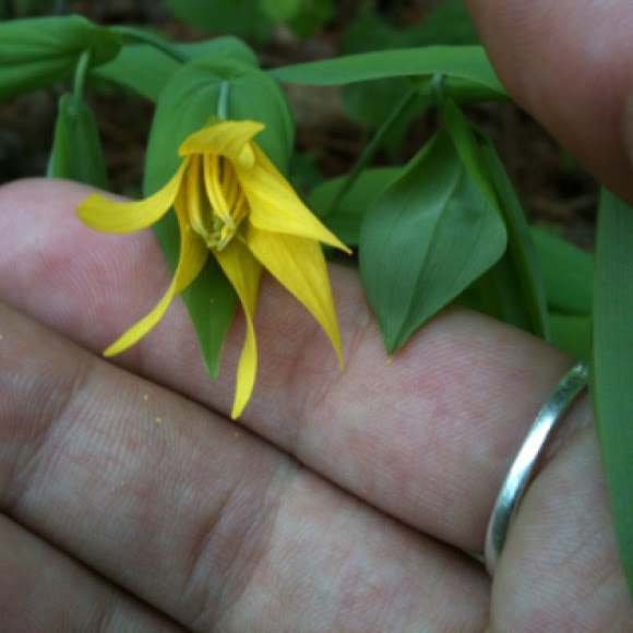 Large-flowered bellwort | Project Noah