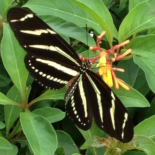 Zebra longwing heliconian | Project Noah