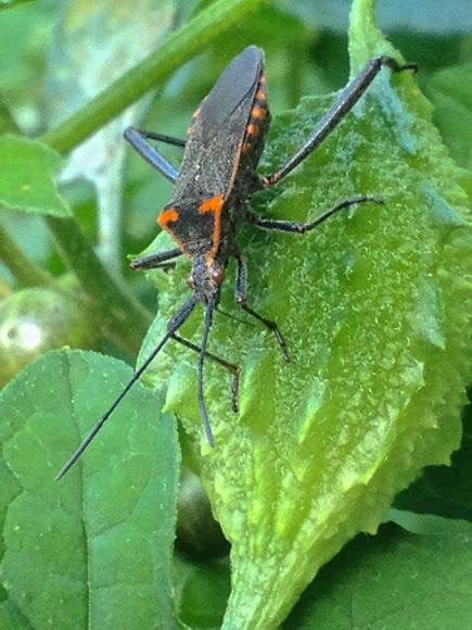 Leaf-footed Bug | Project Noah