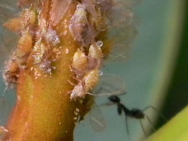 jumping plant lice (Calophyllum Psyllid?) | Project Noah