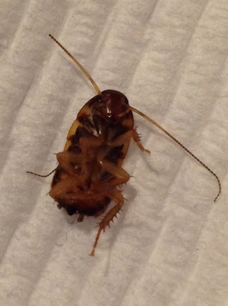 American Cockroach ( Nymph ) | Project Noah