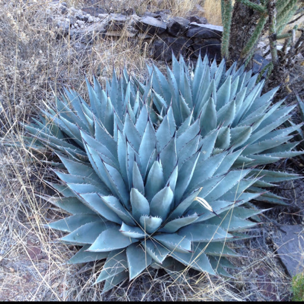 Agave | Project Noah