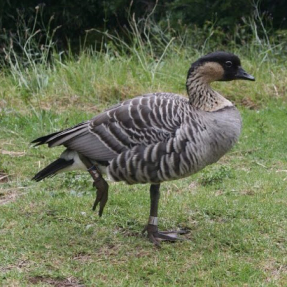 Nene / Hawaiian Goose | Project Noah