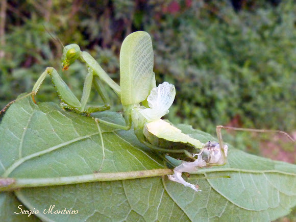 Louva-Deus, mudando (Praying mantis, molting) | Project Noah