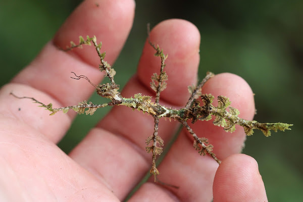 Moss mimic stick insect | Project Noah