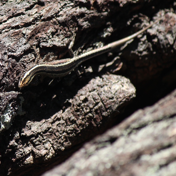 Wall Skink | Project Noah
