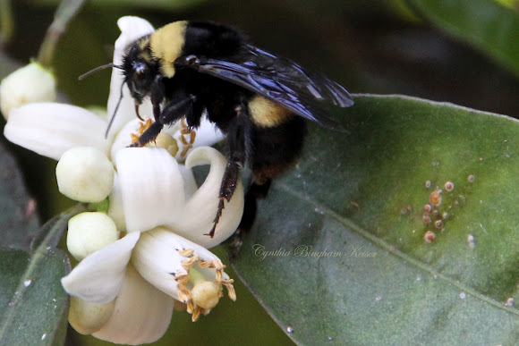 California Bumble Bee | Project Noah