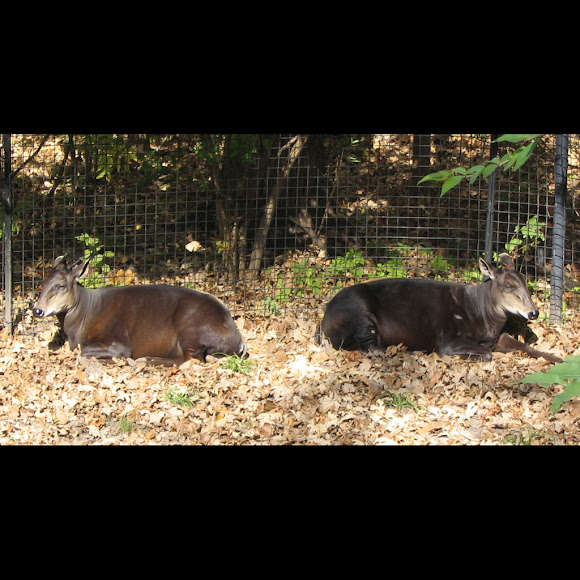 Yellow-Backed Duiker | Project Noah