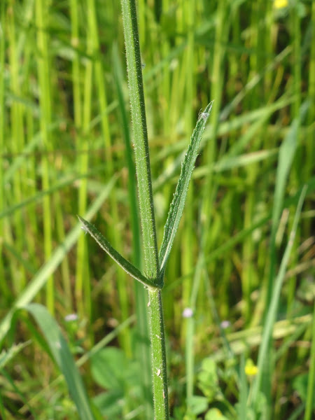 Wild Verbena | Project Noah