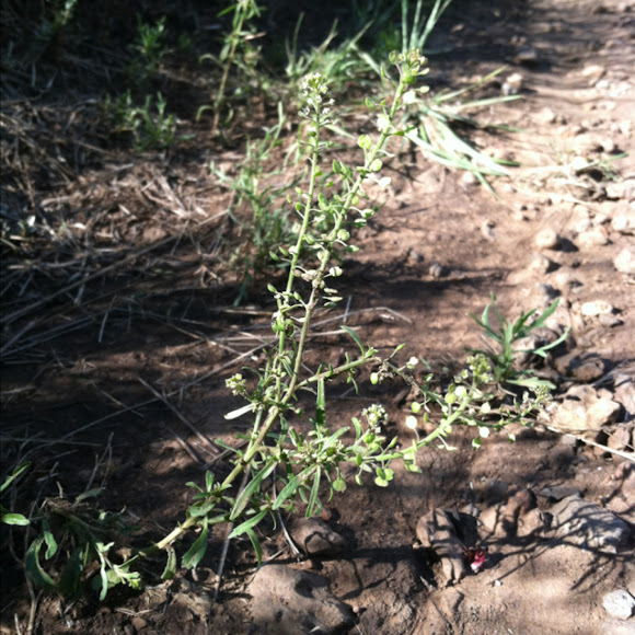 common pepperweed | Project Noah