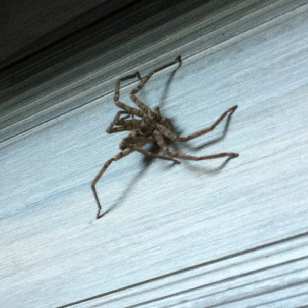 Brown huntsman spider | Project Noah
