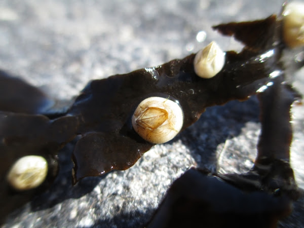 Bay barnacle | Project Noah