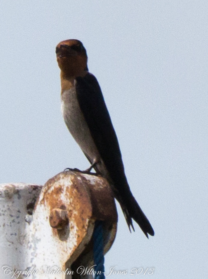 Pacific Swallow | Project Noah