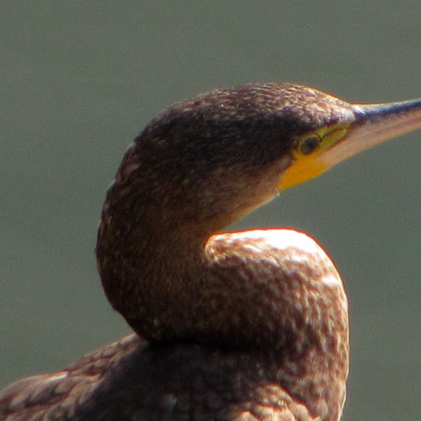 Portugal's Biodiversity | Project Noah