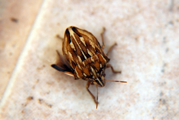 Shield Bug | Project Noah