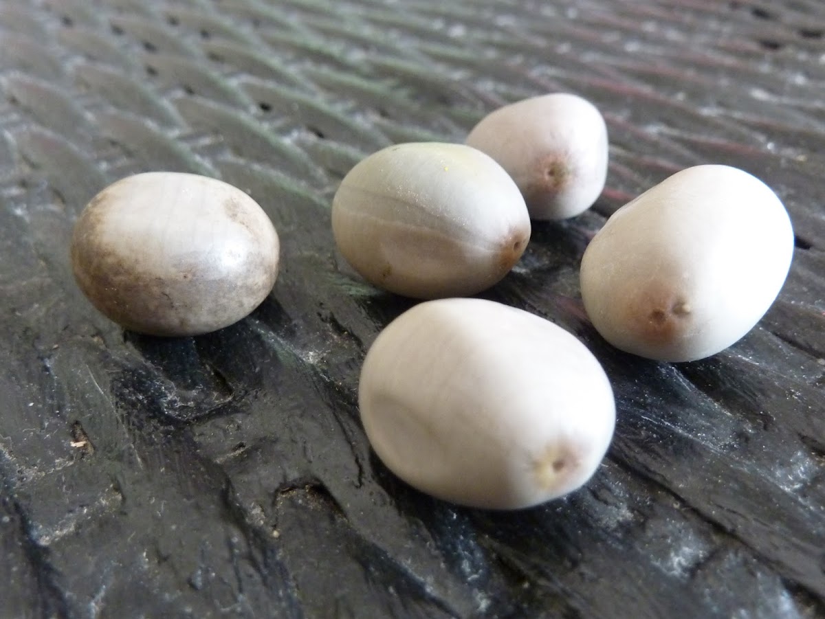 Fever Nut/Gray Nicker | Project Noah