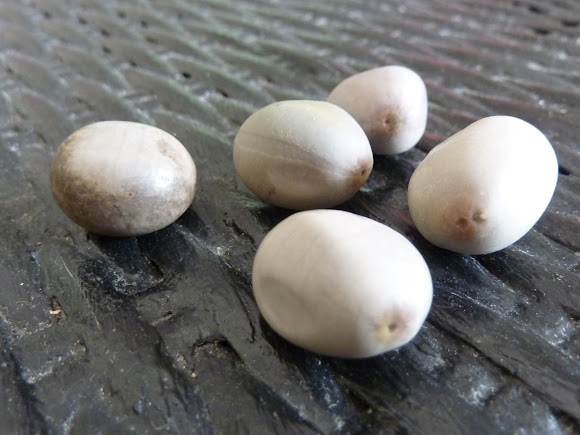 Fever Nut/Gray Nicker | Project Noah